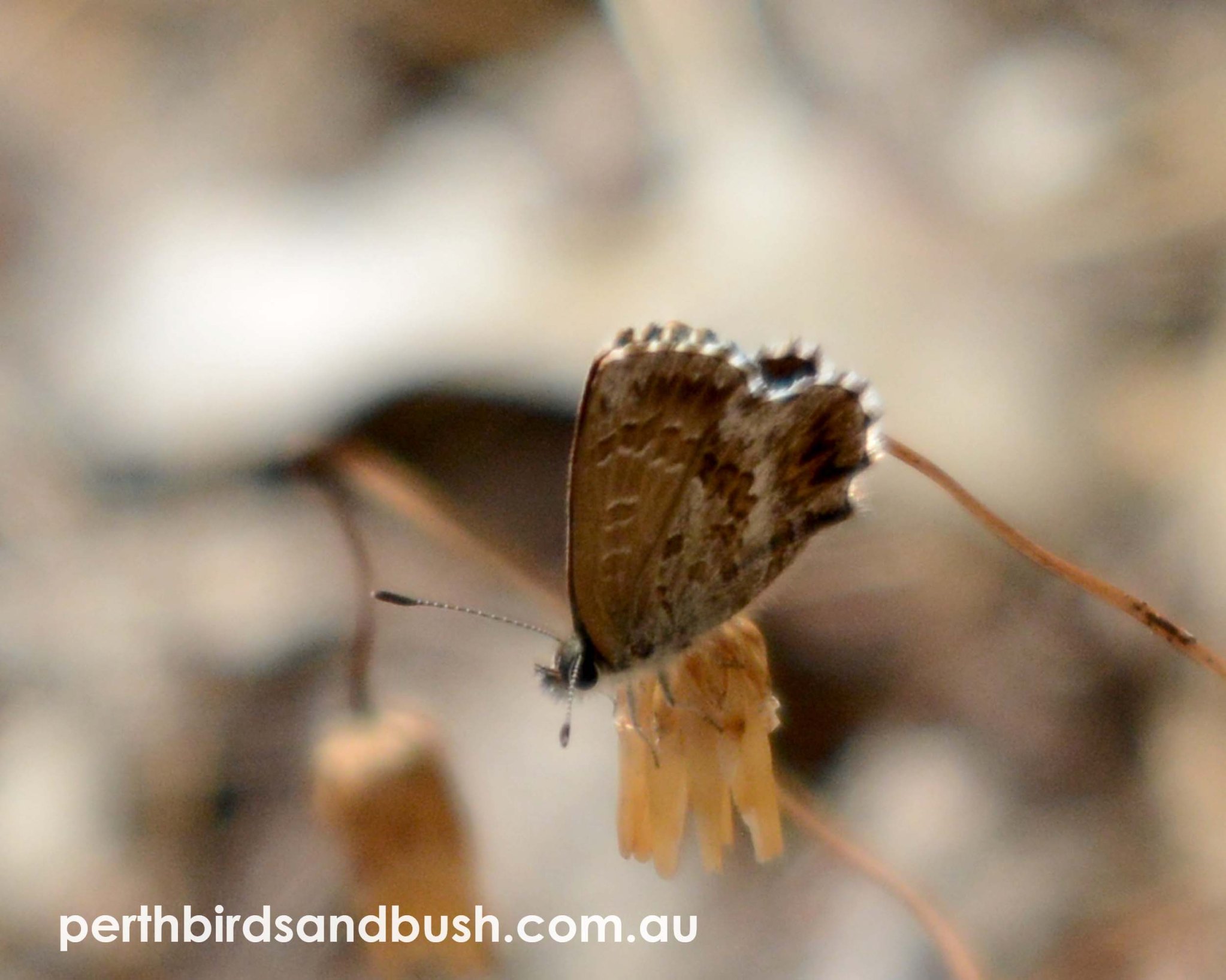 Butterflies – Perth Birds and Bush