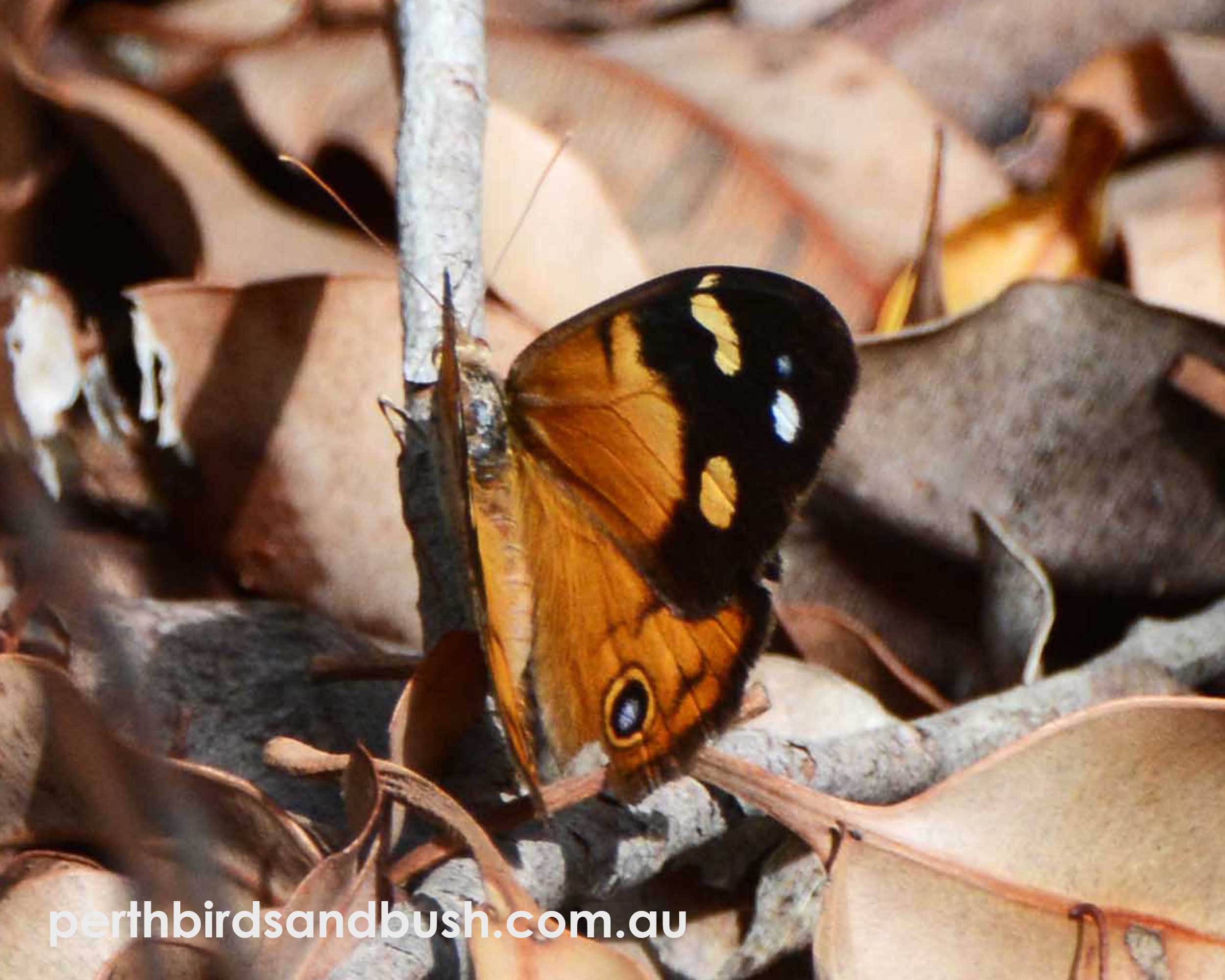Butterflies – Perth Birds and Bush