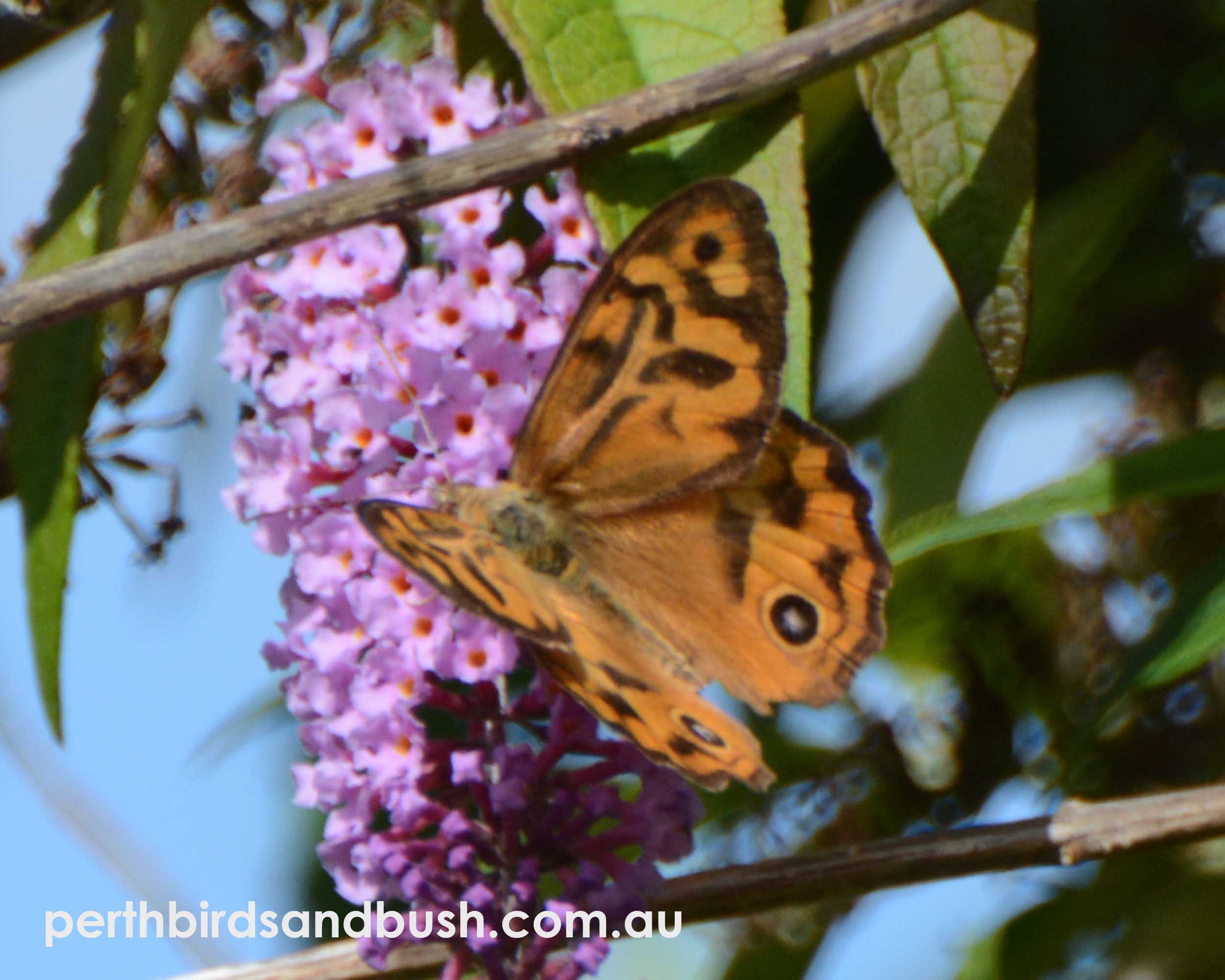 Butterflies – Perth Birds and Bush