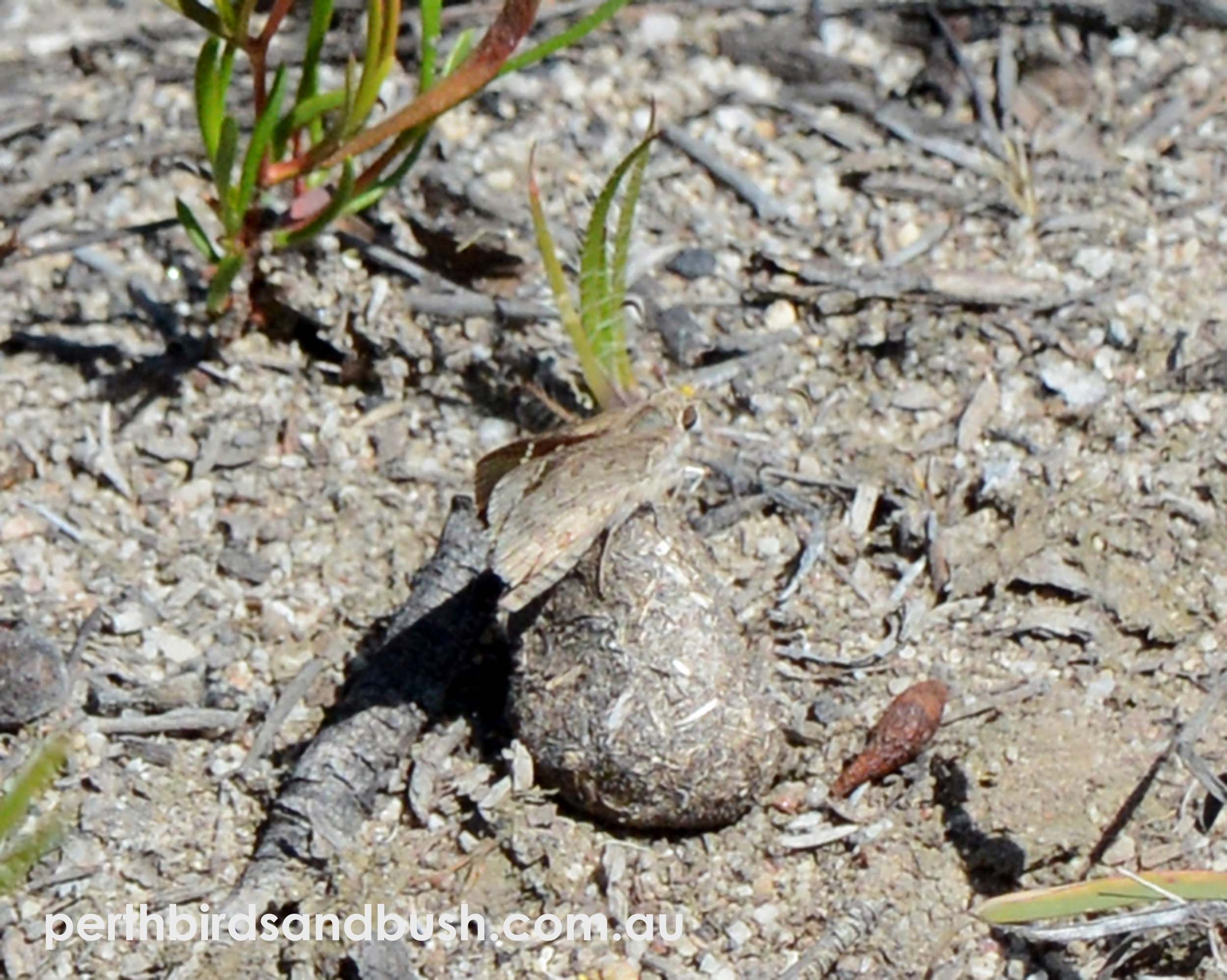 Butterflies – Perth Birds and Bush