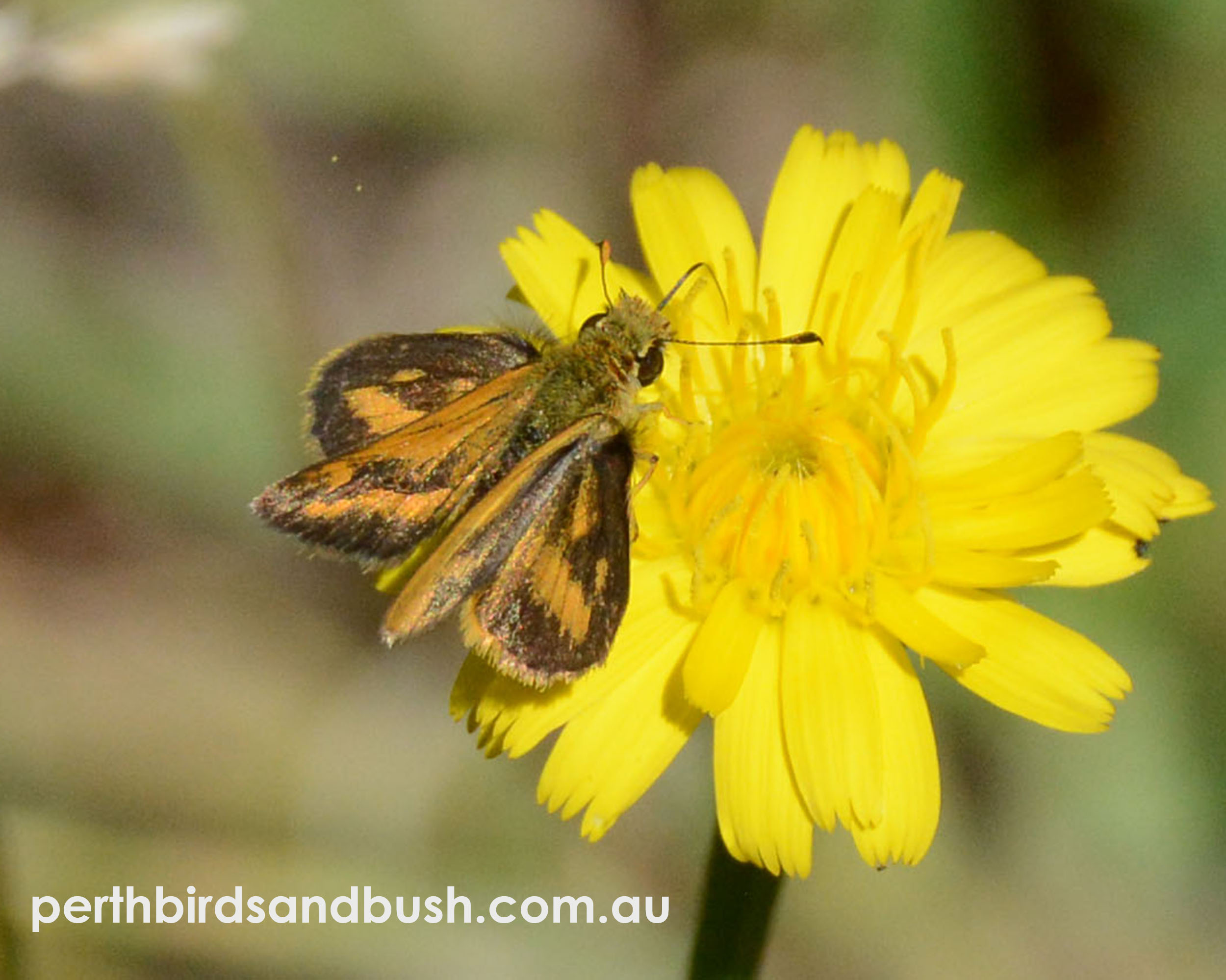 Butterflies – Perth Birds and Bush