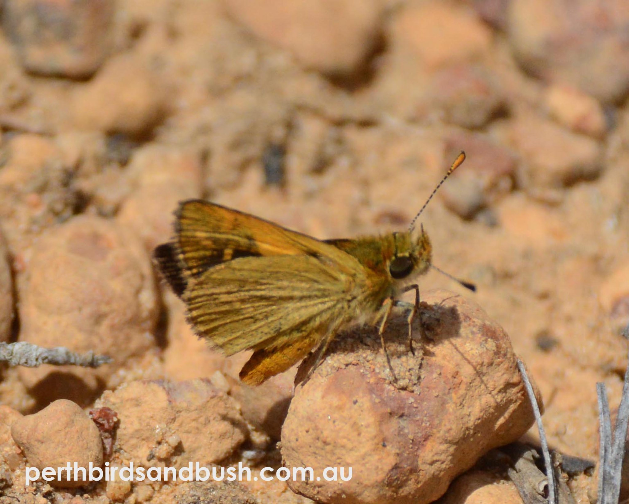 Butterflies – Perth Birds and Bush