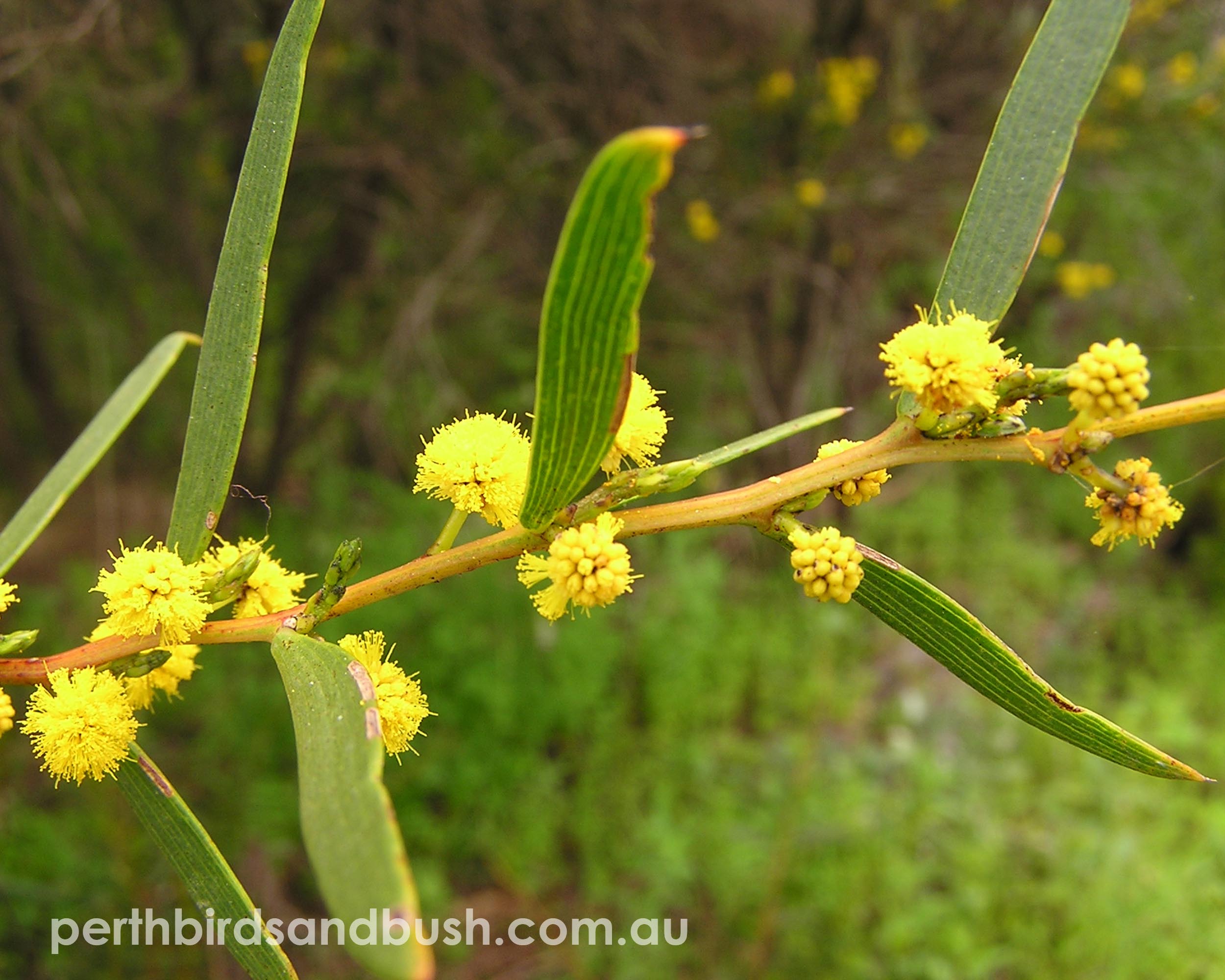 Acacias – Perth Birds and Bush