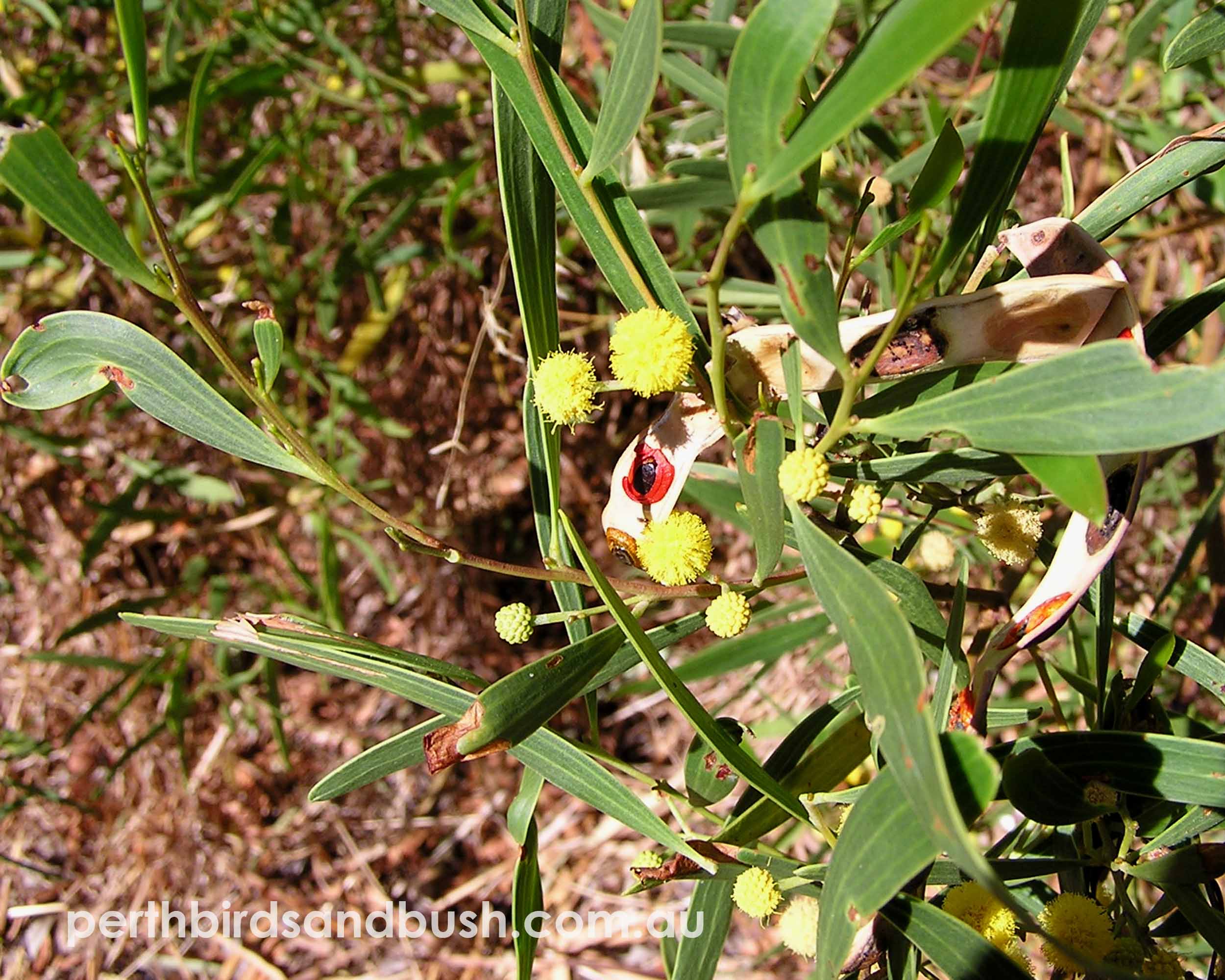Acacias – Perth Birds and Bush