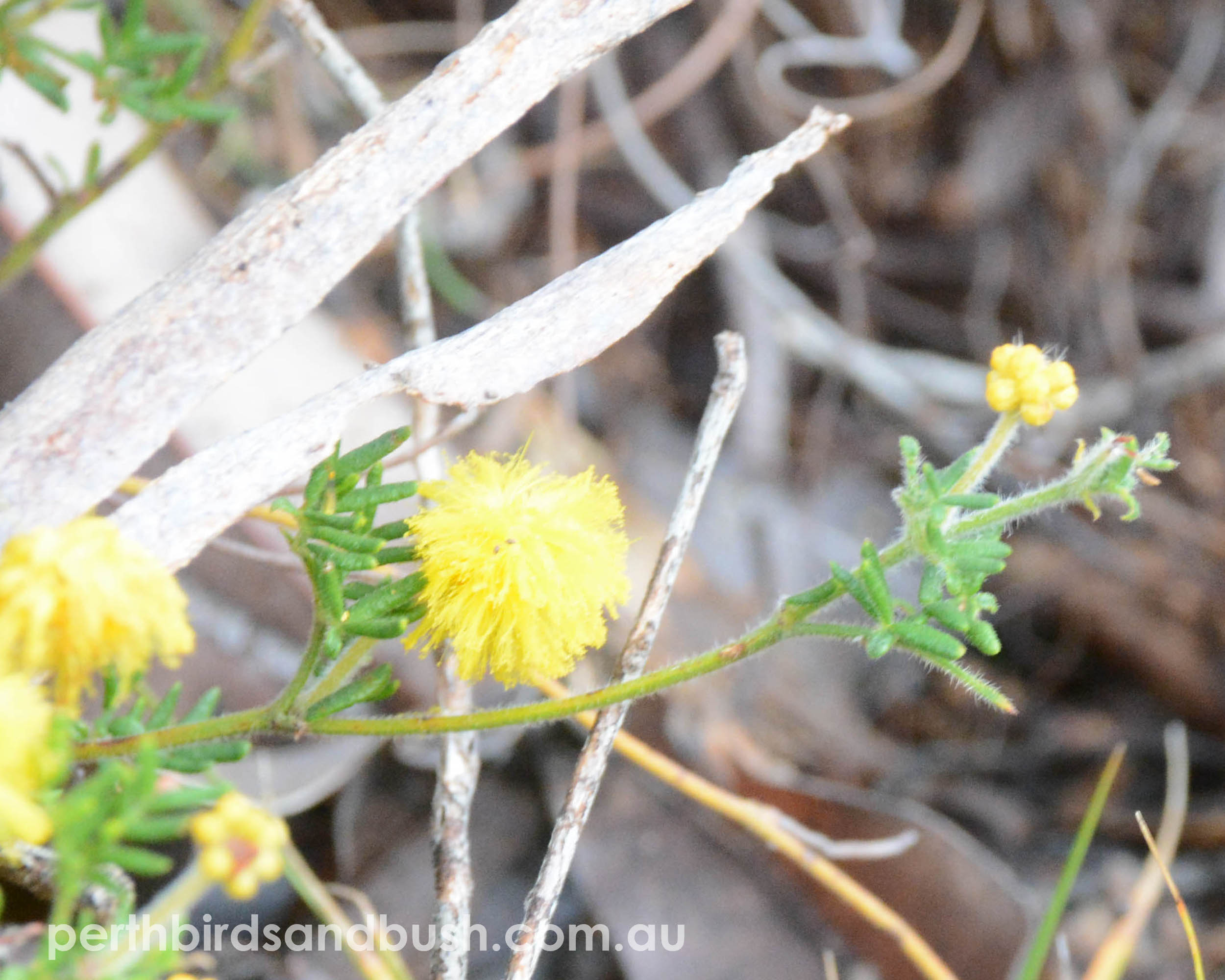 Acacia – Perth Birds and Bush