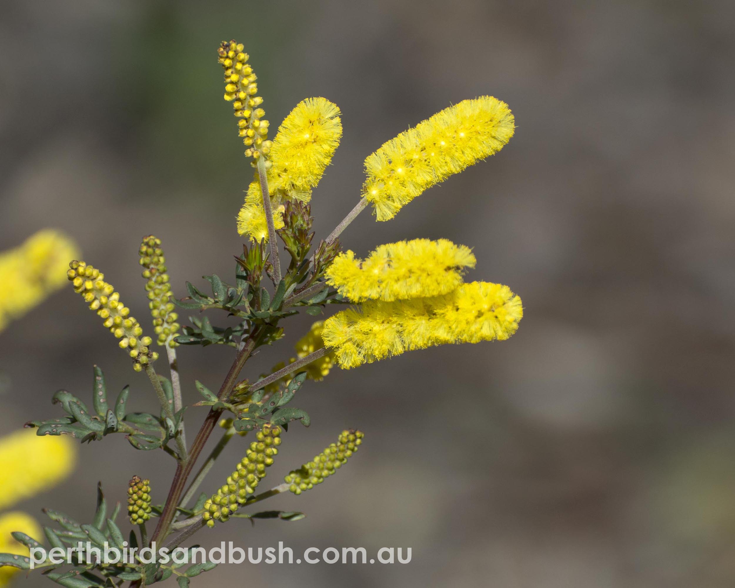 Perth Birds and Bush – Bird watching, wildflower and nature tours from ...
