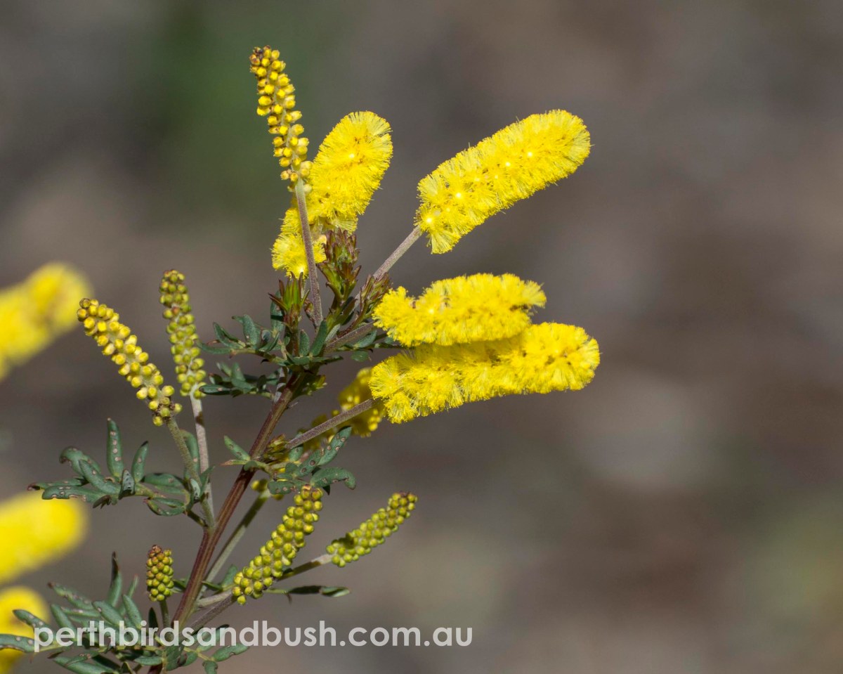 Acacias – Perth Birds and Bush