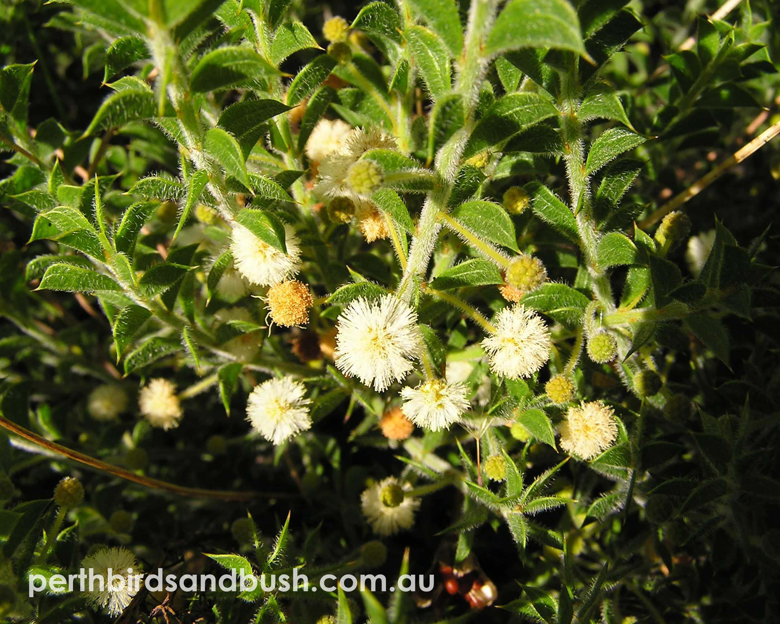 Acacia – Perth Birds and Bush