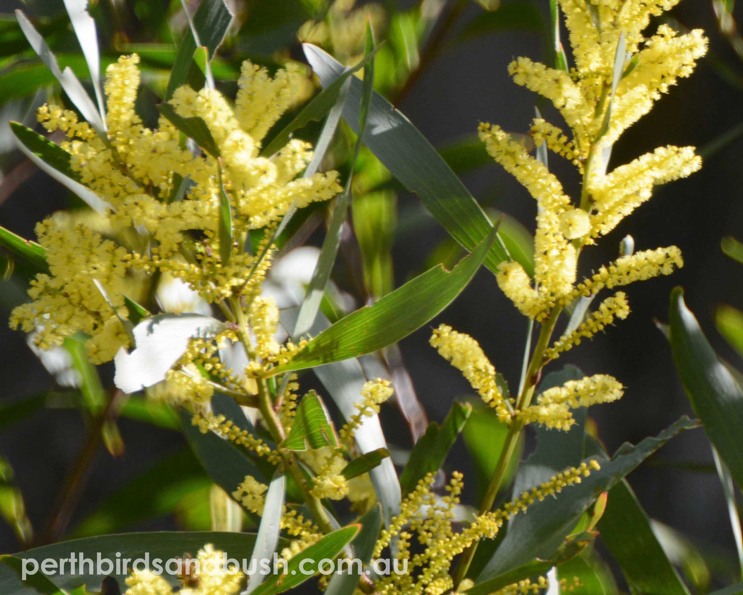 Acacia – Perth Birds and Bush