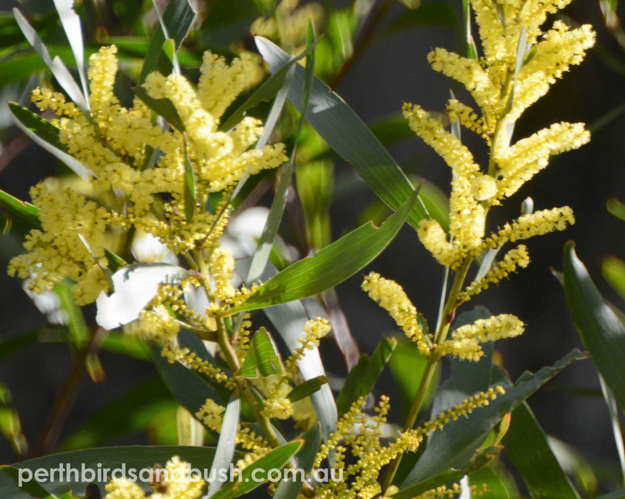 Acacia – Perth Birds and Bush