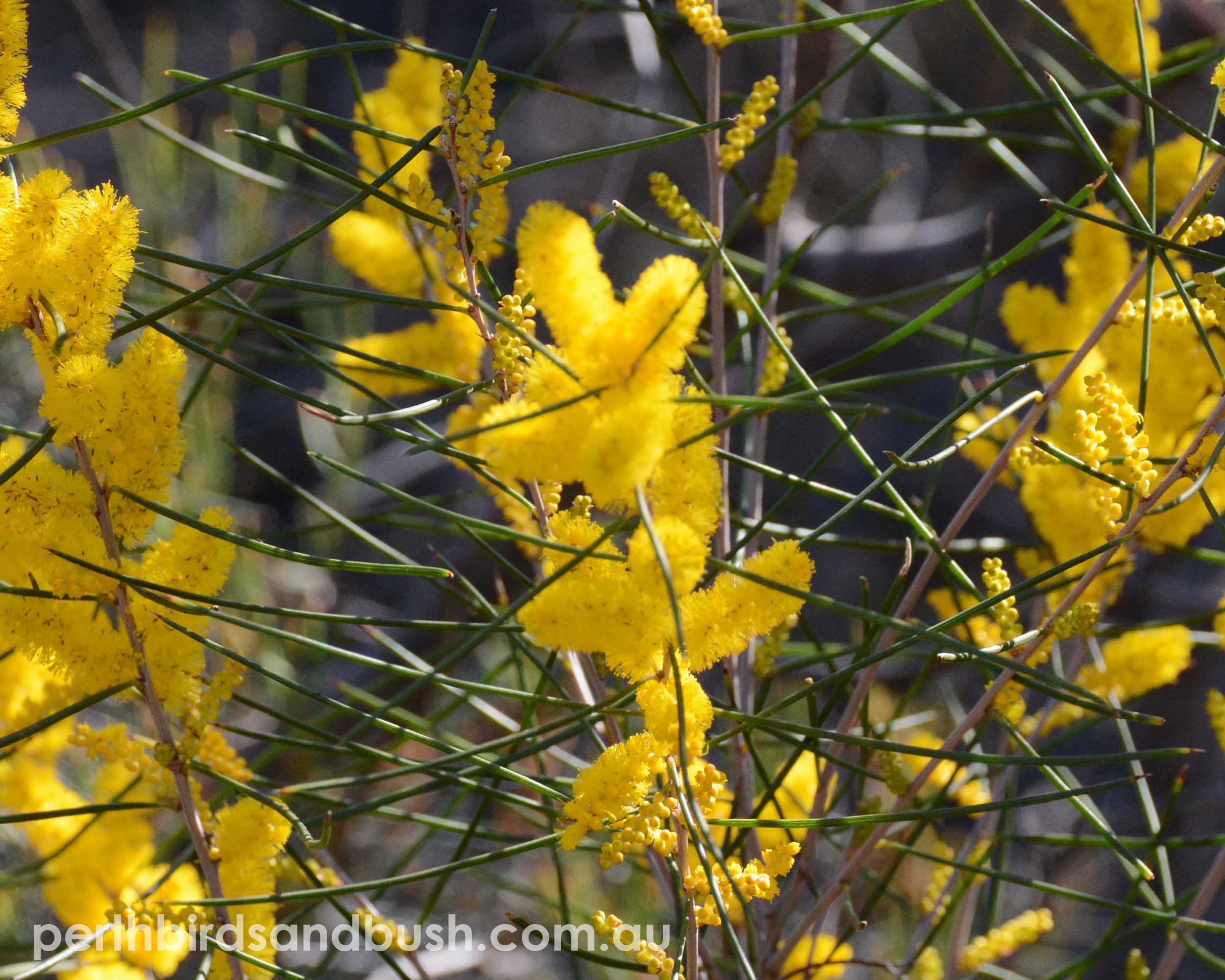 Acacia – Perth Birds and Bush