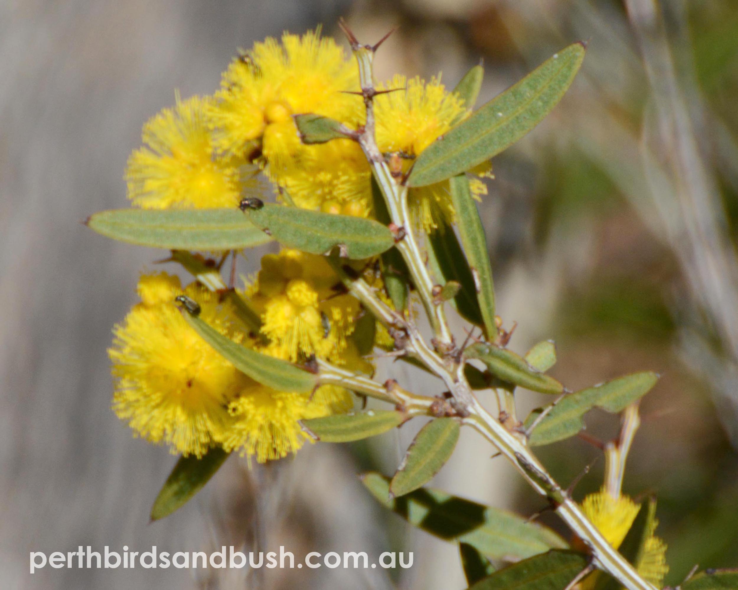 Acacia – Perth Birds and Bush