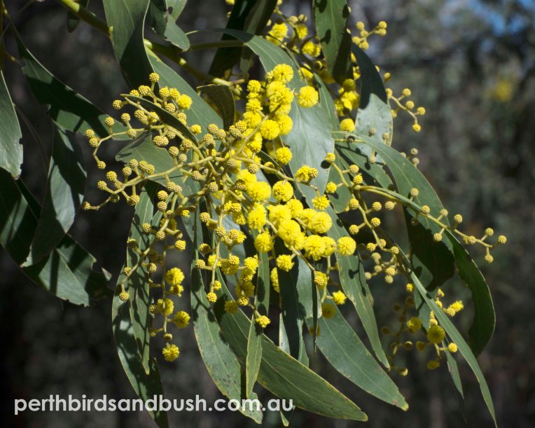 Acacia – Perth Birds and Bush
