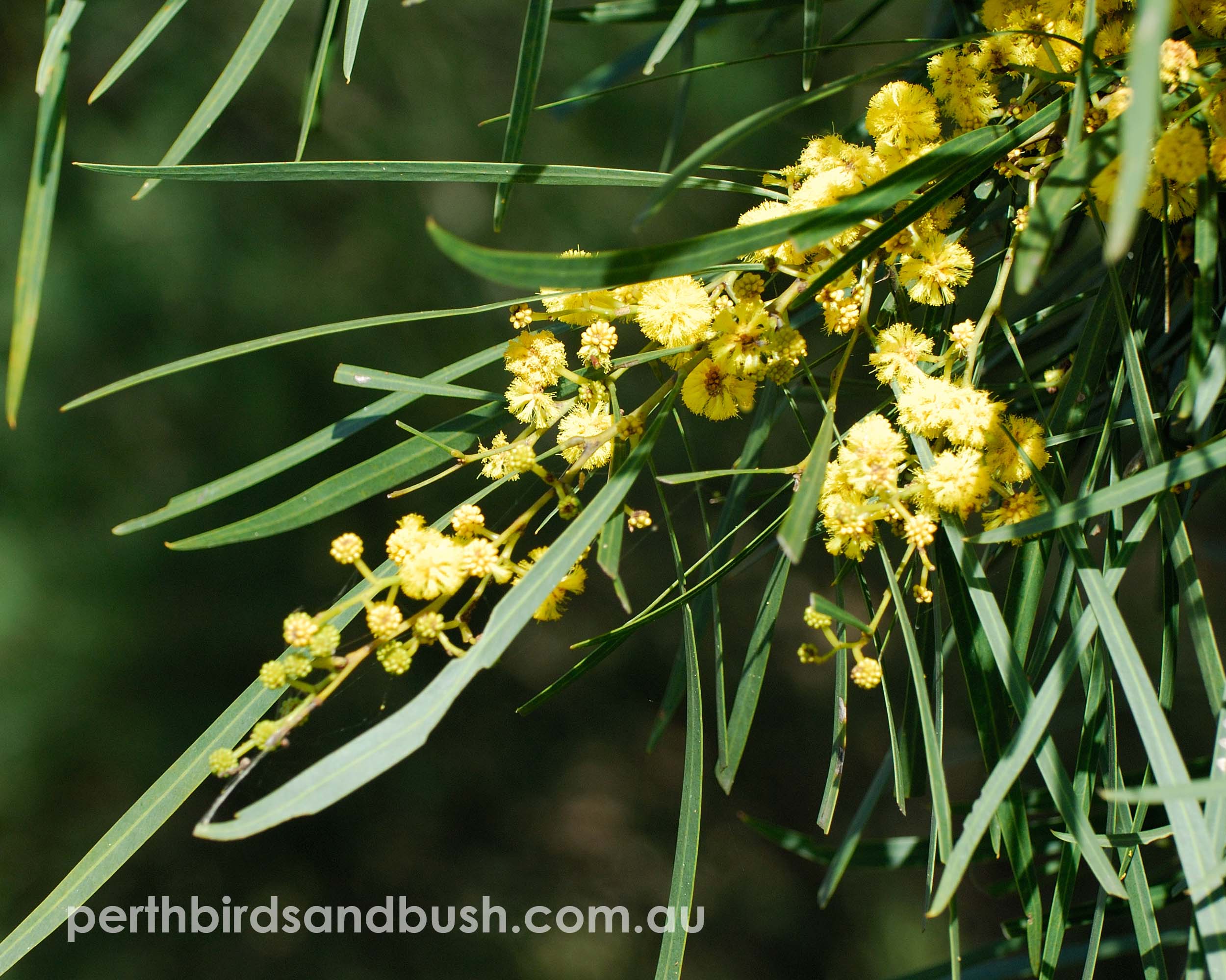 Acacia – Perth Birds and Bush
