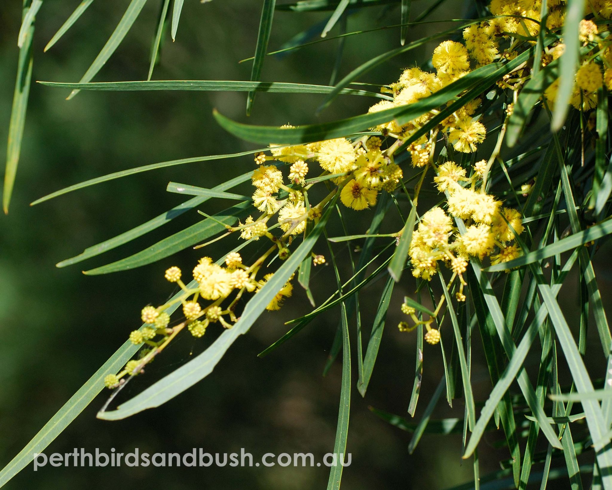 Acacia – Perth Birds and Bush