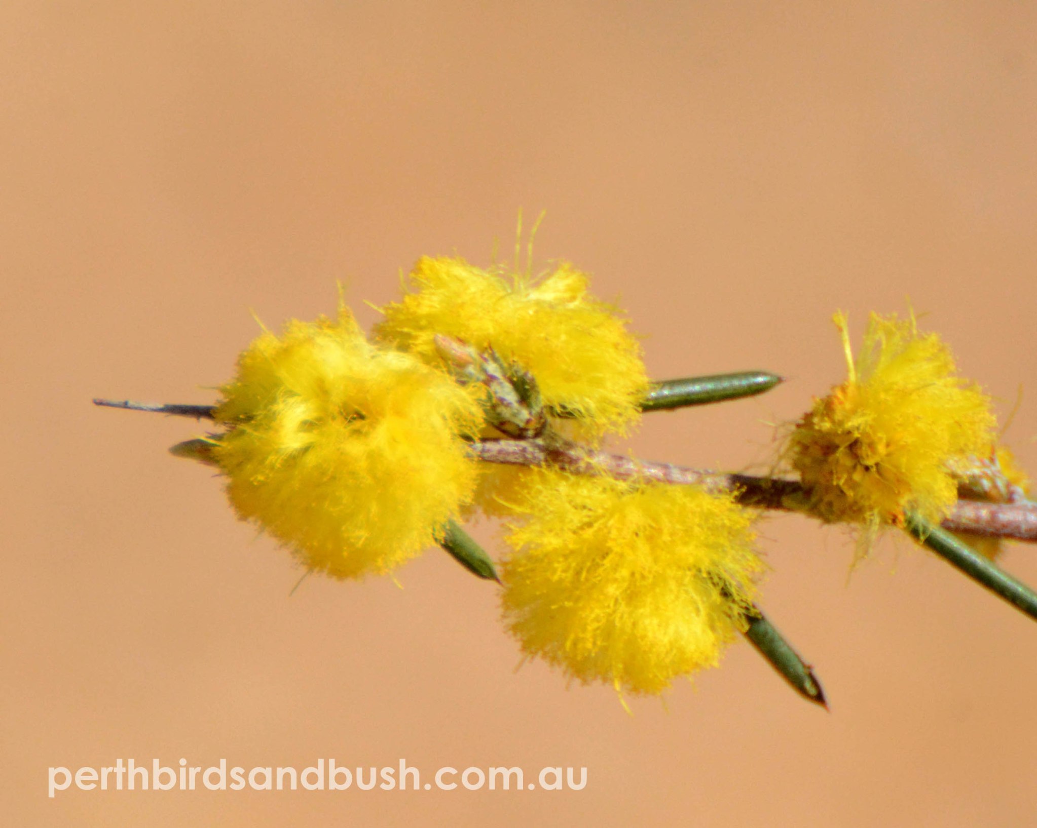 Acacia – Perth Birds and Bush