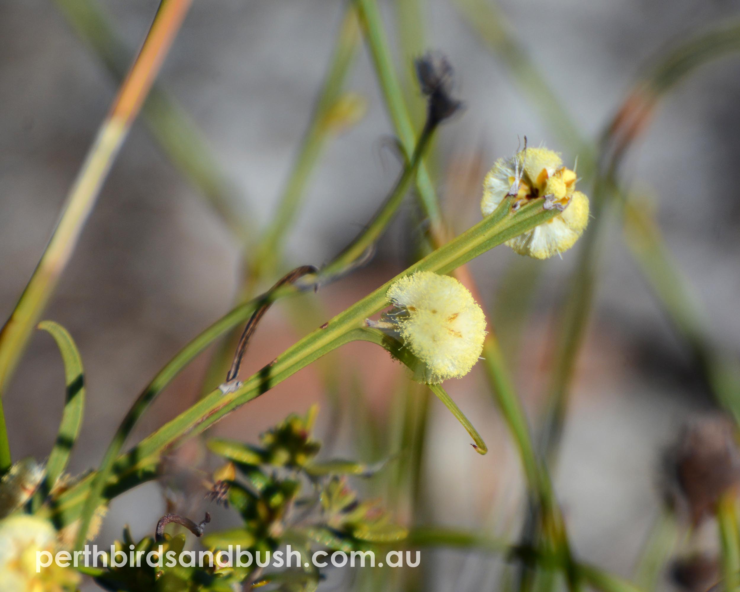 Acacia – Perth Birds and Bush