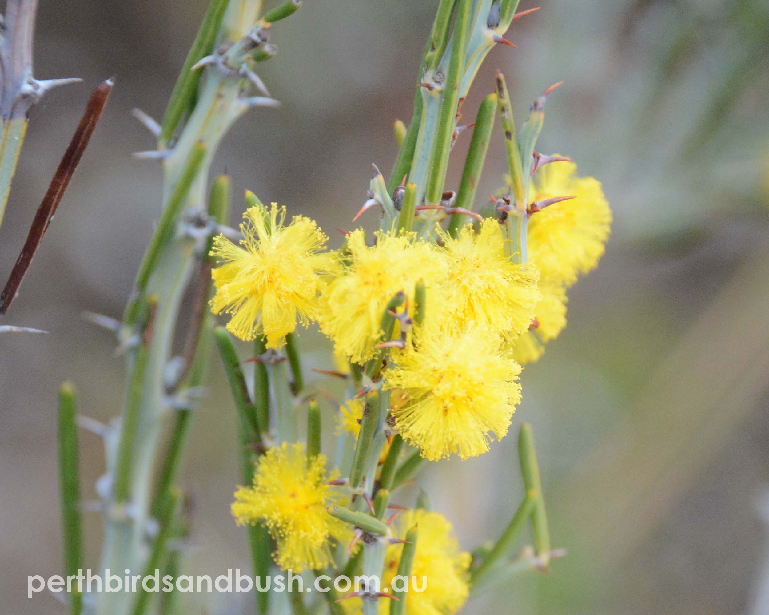 Acacia – Perth Birds and Bush