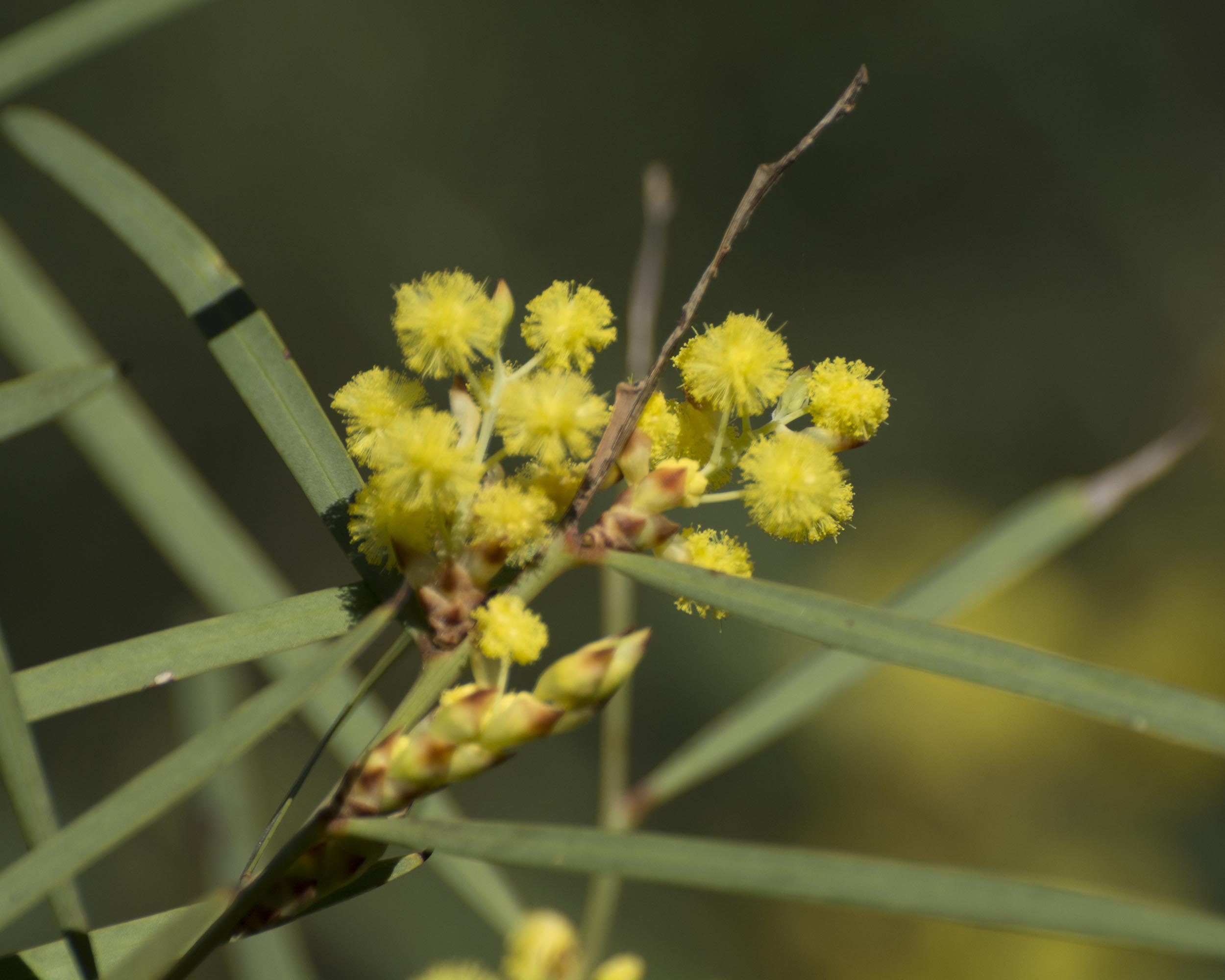 Acacia – Perth Birds and Bush