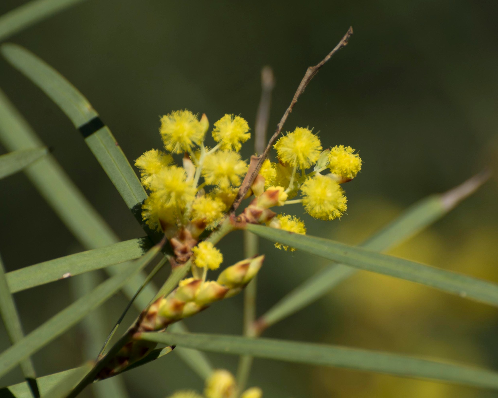 Acacia – Perth Birds and Bush