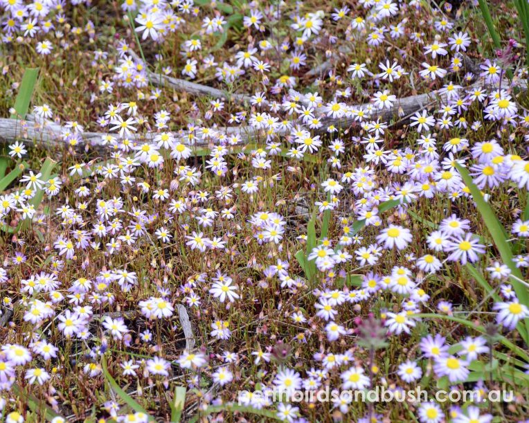 Blog – Perth Birds and Bush