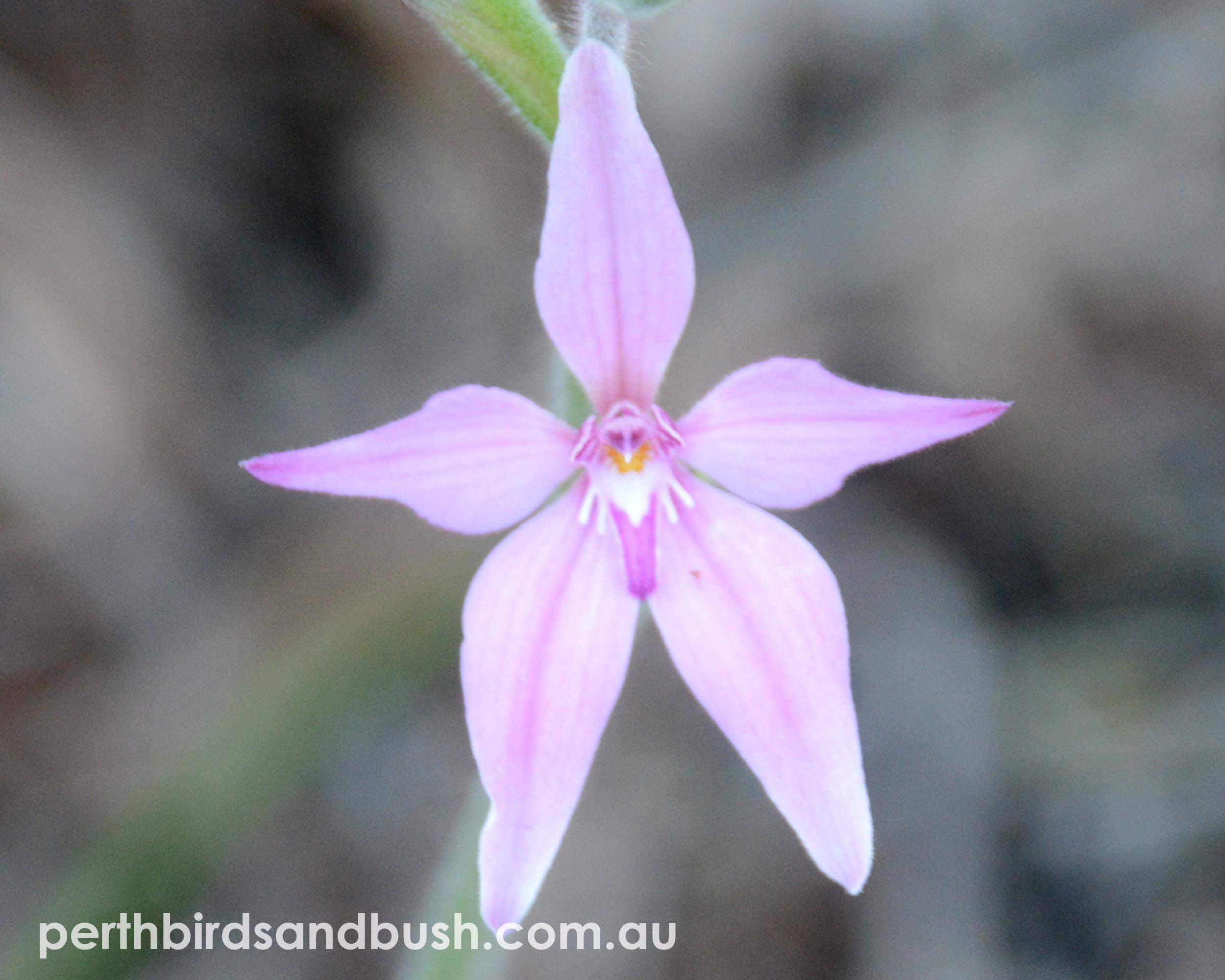 Orchids – Perth Birds and Bush