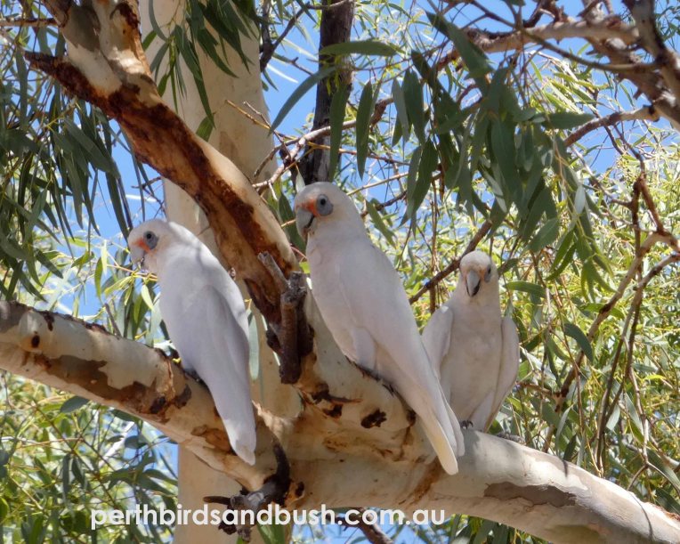 Beautiful Bird Broods – Perth Birds and Bush